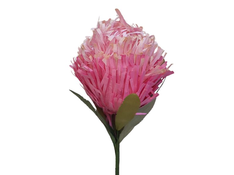 Paper Flower - Banksia - Pink – Curly Tree